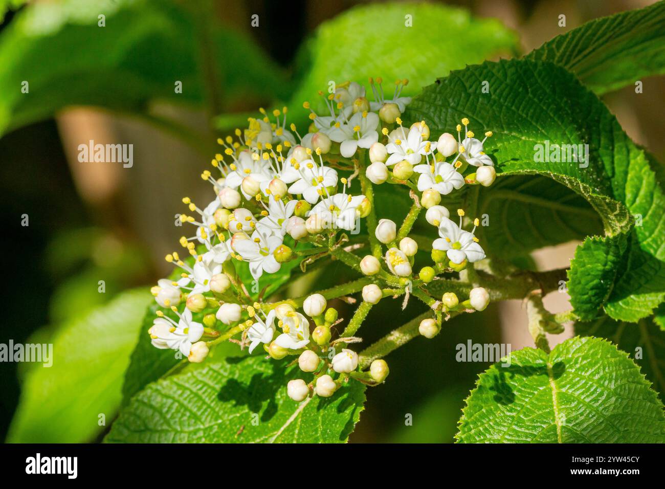 Wayfaring Tree (Viburnum lantana), flowers Stock Photo - Alamy