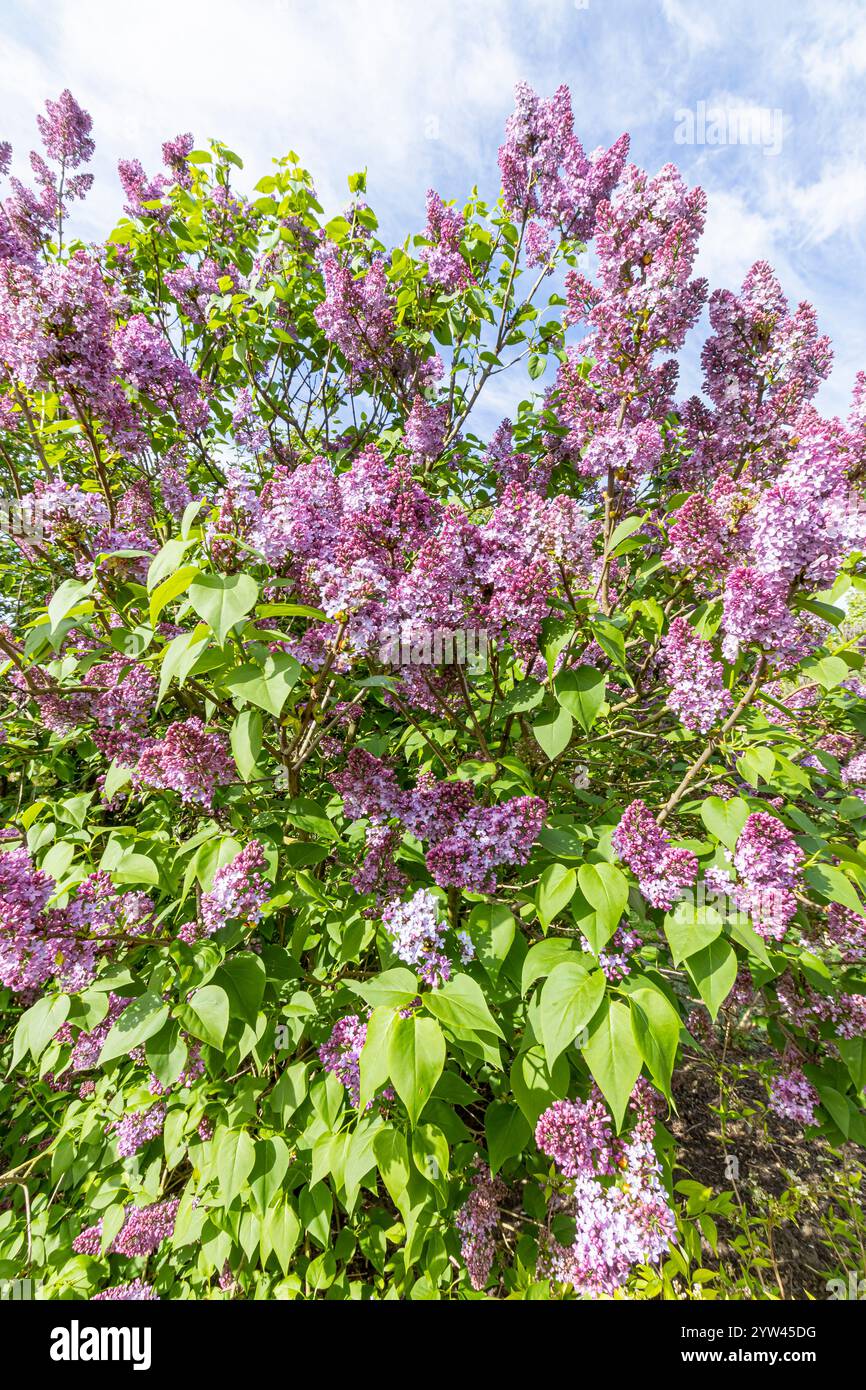Lilac (Syringa vulgaris) 'Mrs Edward Harding'' Breeder : Lemoine (FRA ...