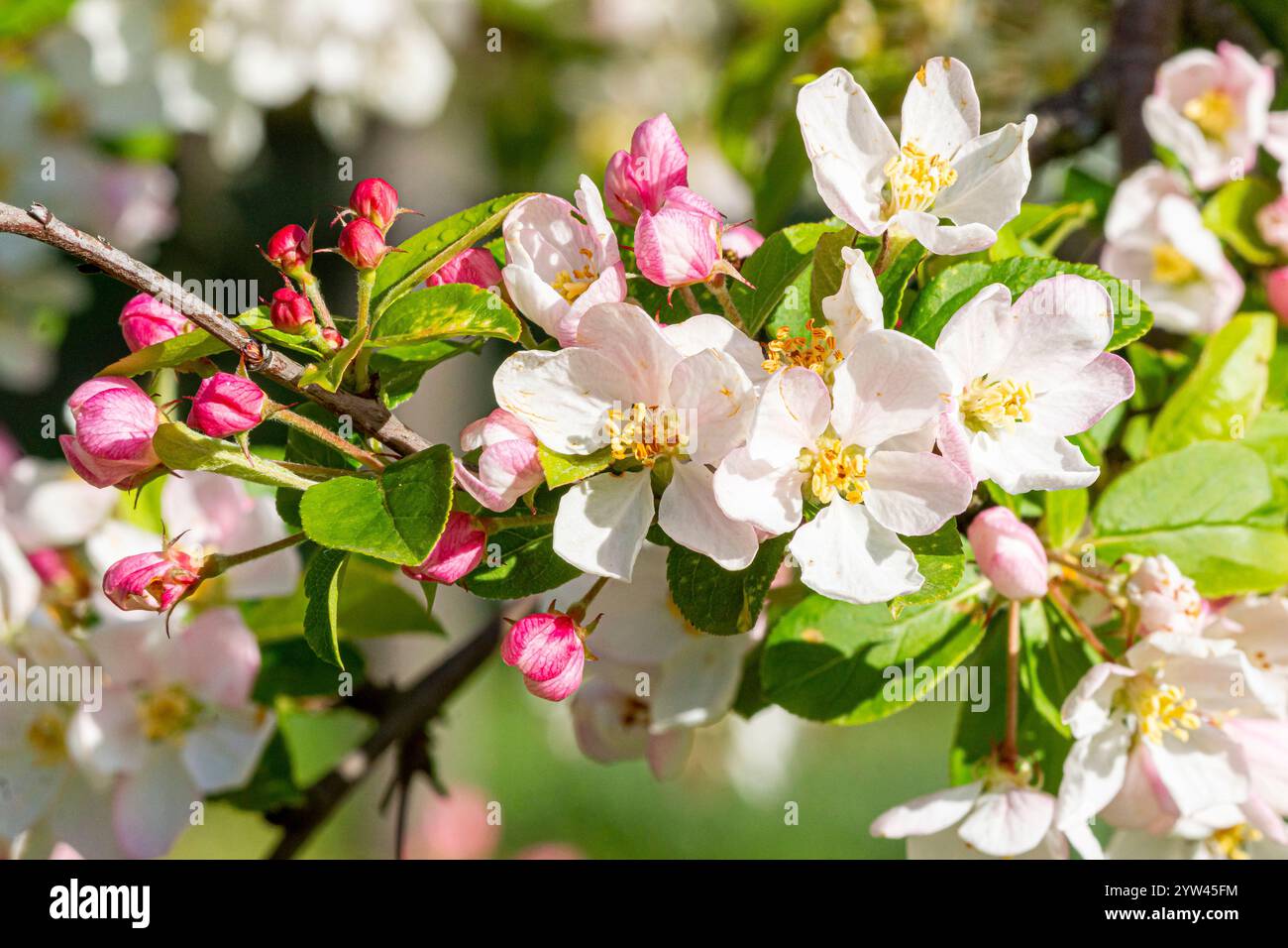 Crab Apple 'Red Sentinel' (Malus robusta) 'Red Sentinel' in bloom Stock ...