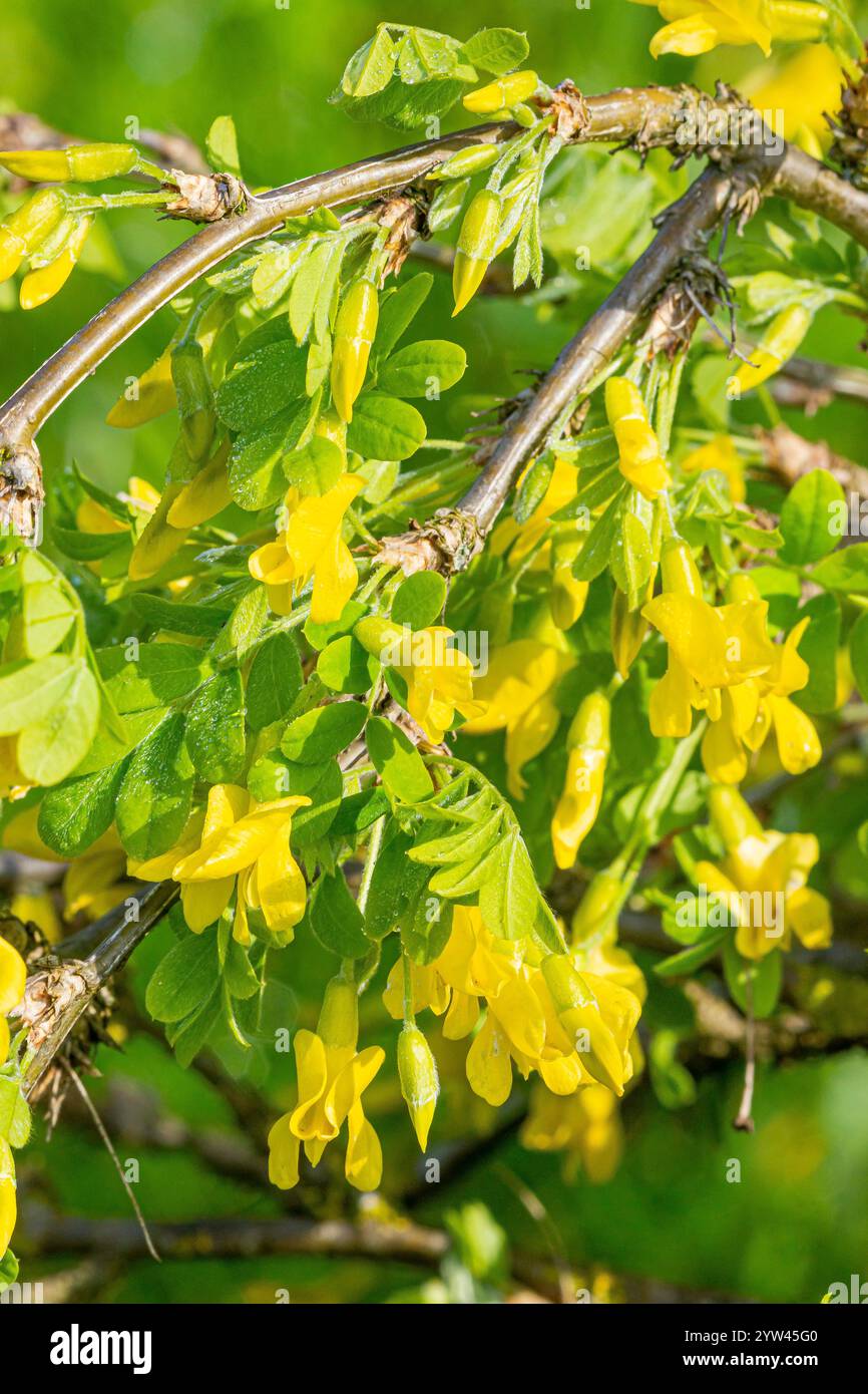 Siberian peashrub (Caragana arborescens) 'Pendula', in bloom Stock ...