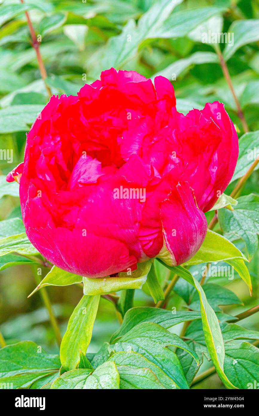 Japanese tree peony (Paeonia suffruticosa) 'Asahi-minato', flower Stock ...
