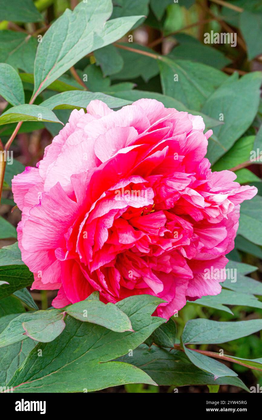 Peony (Paeonia suffruticosa) 'Queen Elisabeth' 1864, flower Stock Photo ...