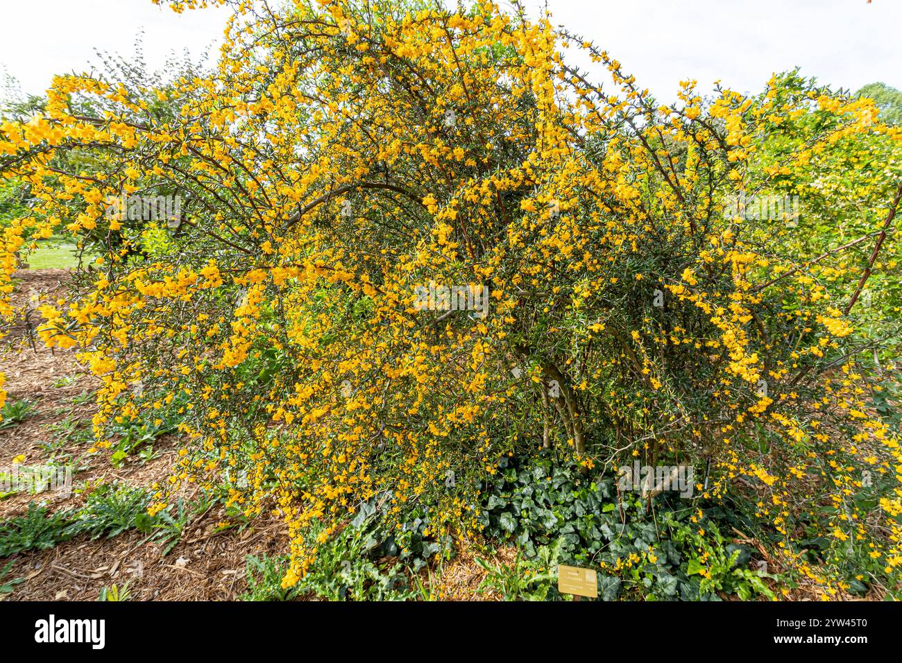 Golden Barberry (Berberis stenophylla) in bloom Stock Photo - Alamy