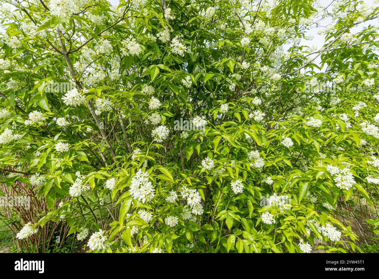 Colchis bladdernut (Staphylea colchica) in bloom Stock Photo - Alamy