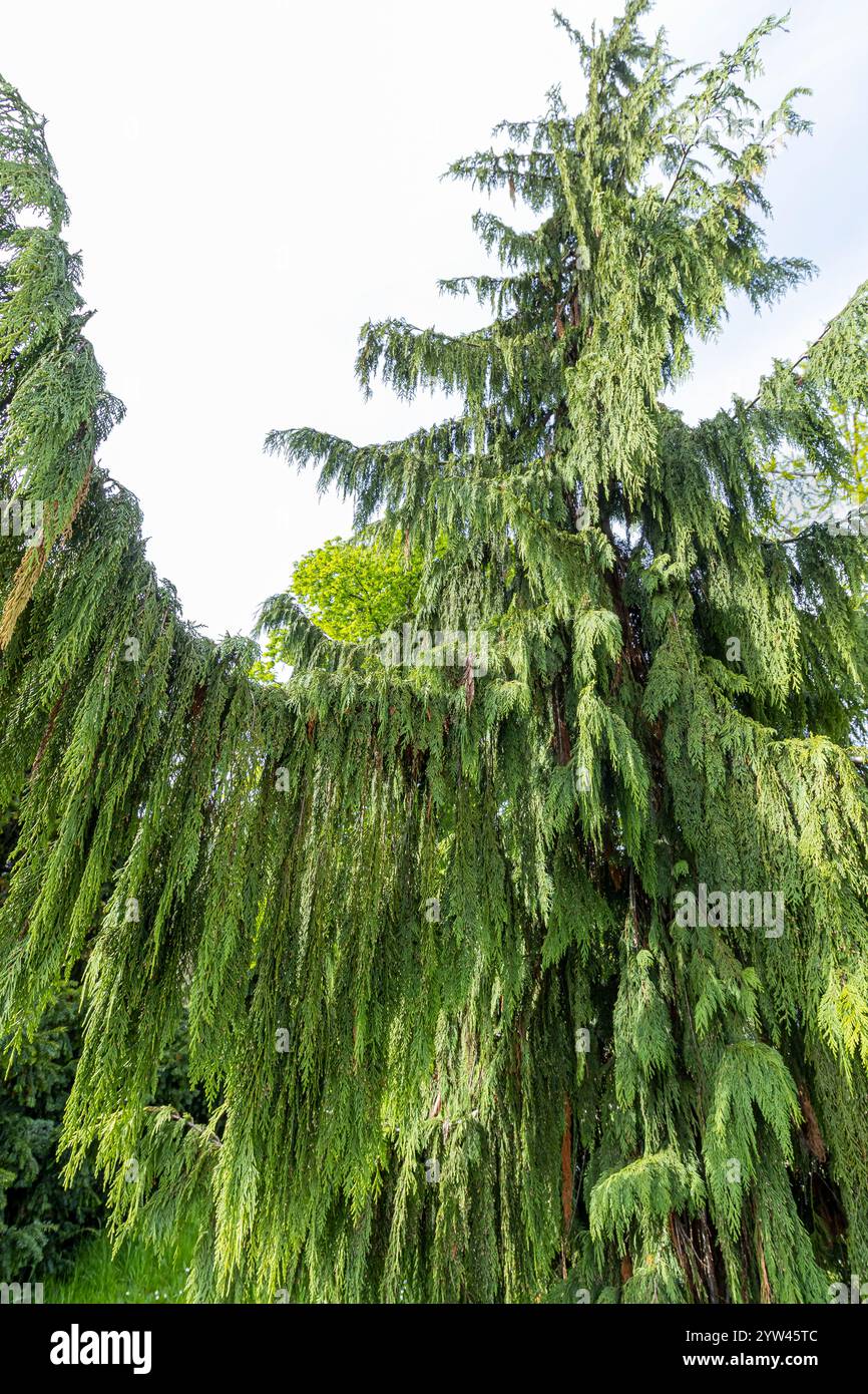 Yellow Cypress (Chamaecyparis nootkatensis) 'Pendula' Stock Photo - Alamy