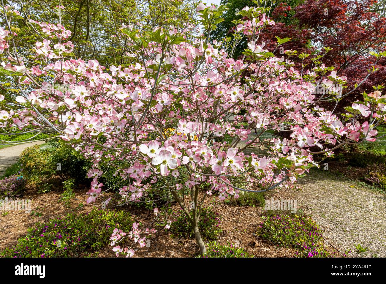 Flowering Dogwood (Cornus florida) 'Cherokee Sunset, in bloom Stock ...