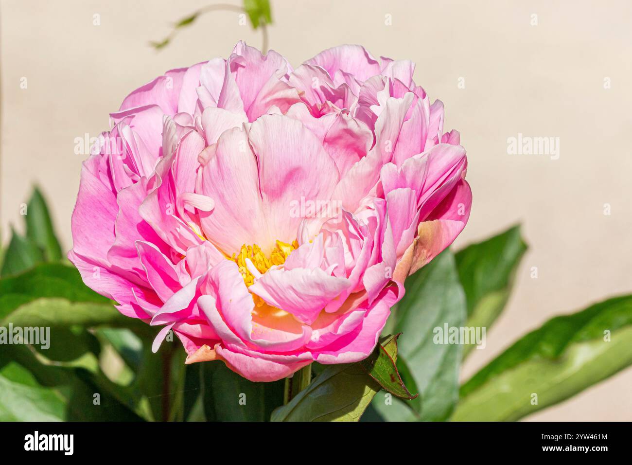 Peony (Paeonia lactiflora) 'Lady Alexandra Duff', breeder : Kelway 1902 ...