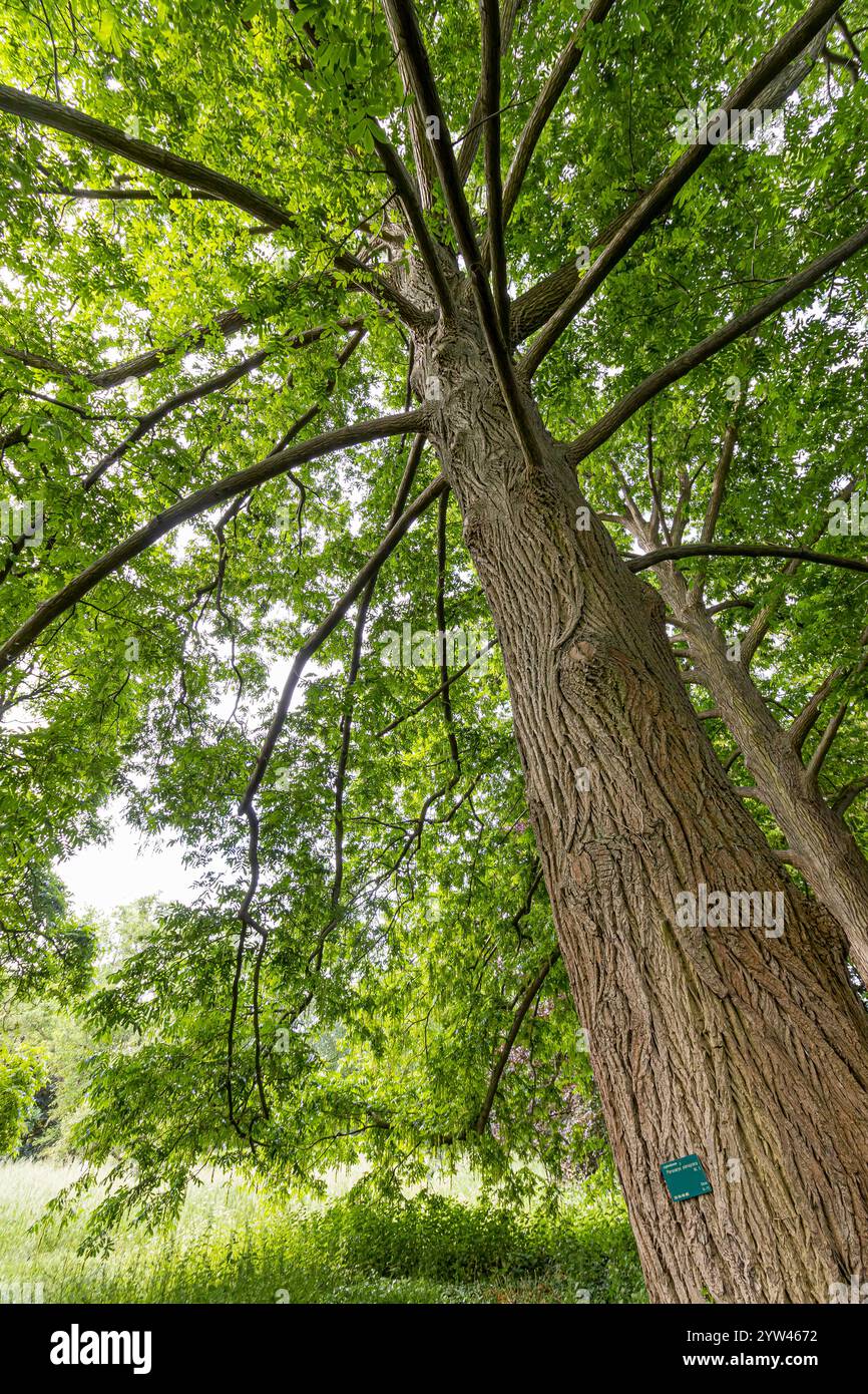 Chinese Wingnut (Pterocarya stenoptera) in spring Stock Photo - Alamy