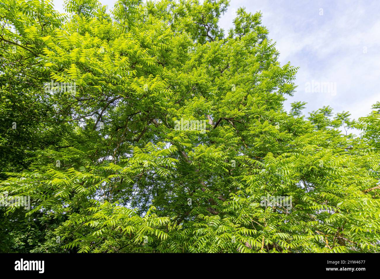 Arizona Black Walnut (Juglans microcarpa) 'Major' in spring Stock Photo ...
