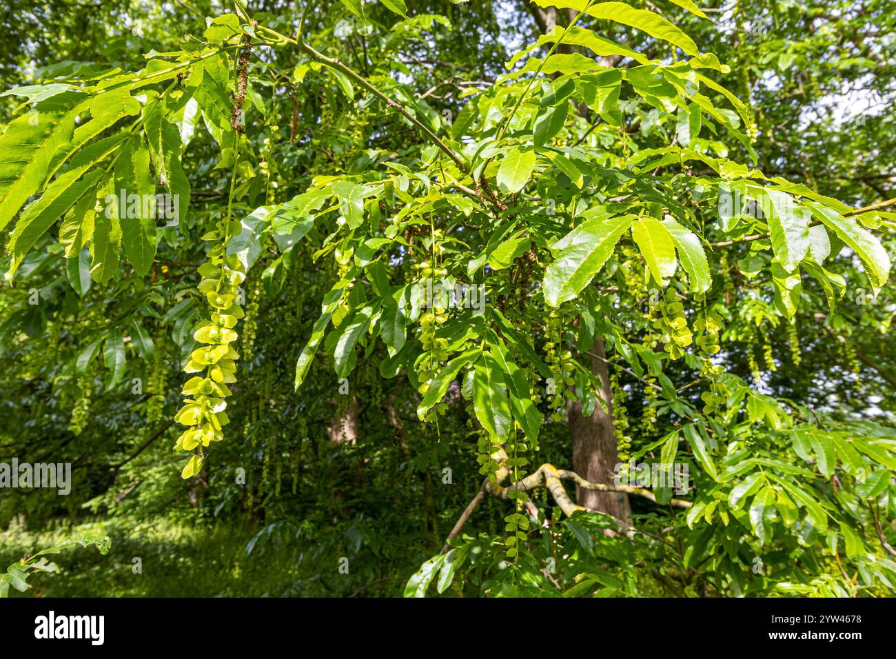 Japanese Wingnut (Pterocarya rhoifolia) foliage and flowers in spring ...