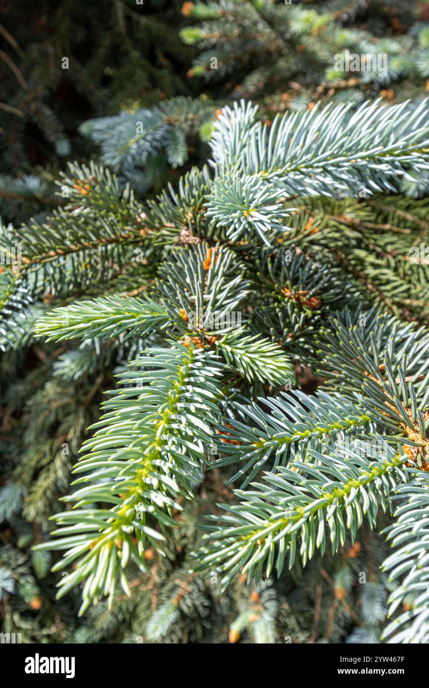 Colorado spruce (Picea pungens) 'Koster' in spring Stock Photo - Alamy