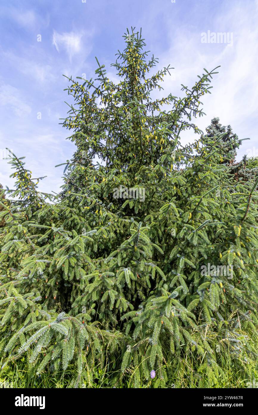 Norway spruce Picea abies 'Acrocona' in spring Stock Photo - Alamy