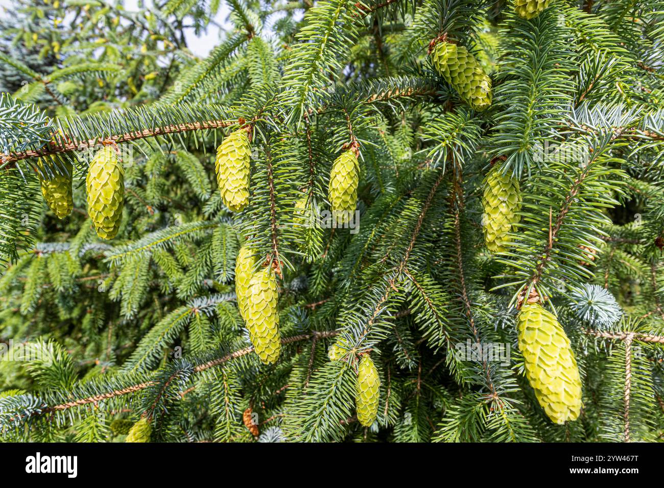 Norway spruce Picea abies 'Acrocona', cones in spring Stock Photo - Alamy