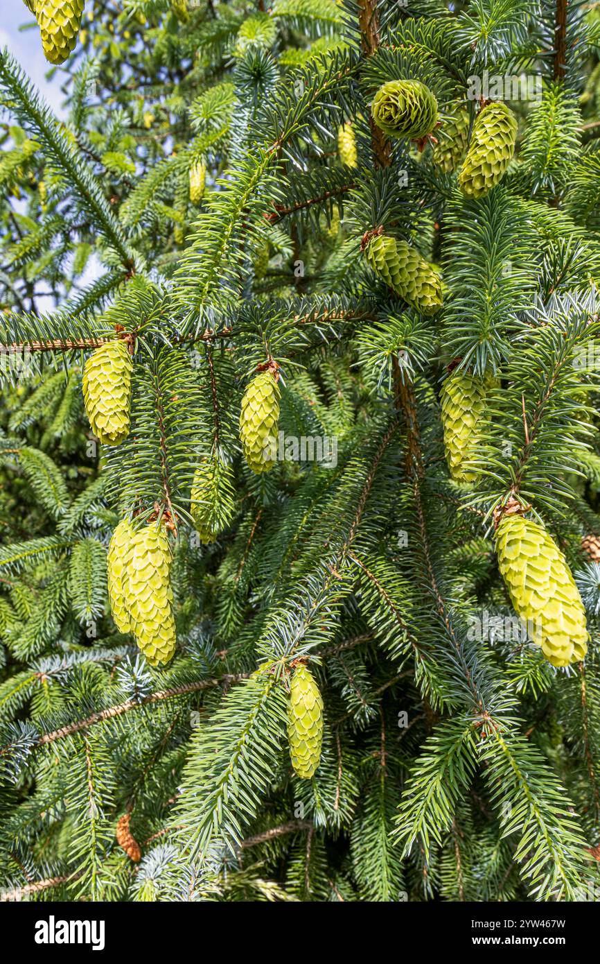 Norway spruce Picea abies 'Acrocona', cones in spring Stock Photo - Alamy