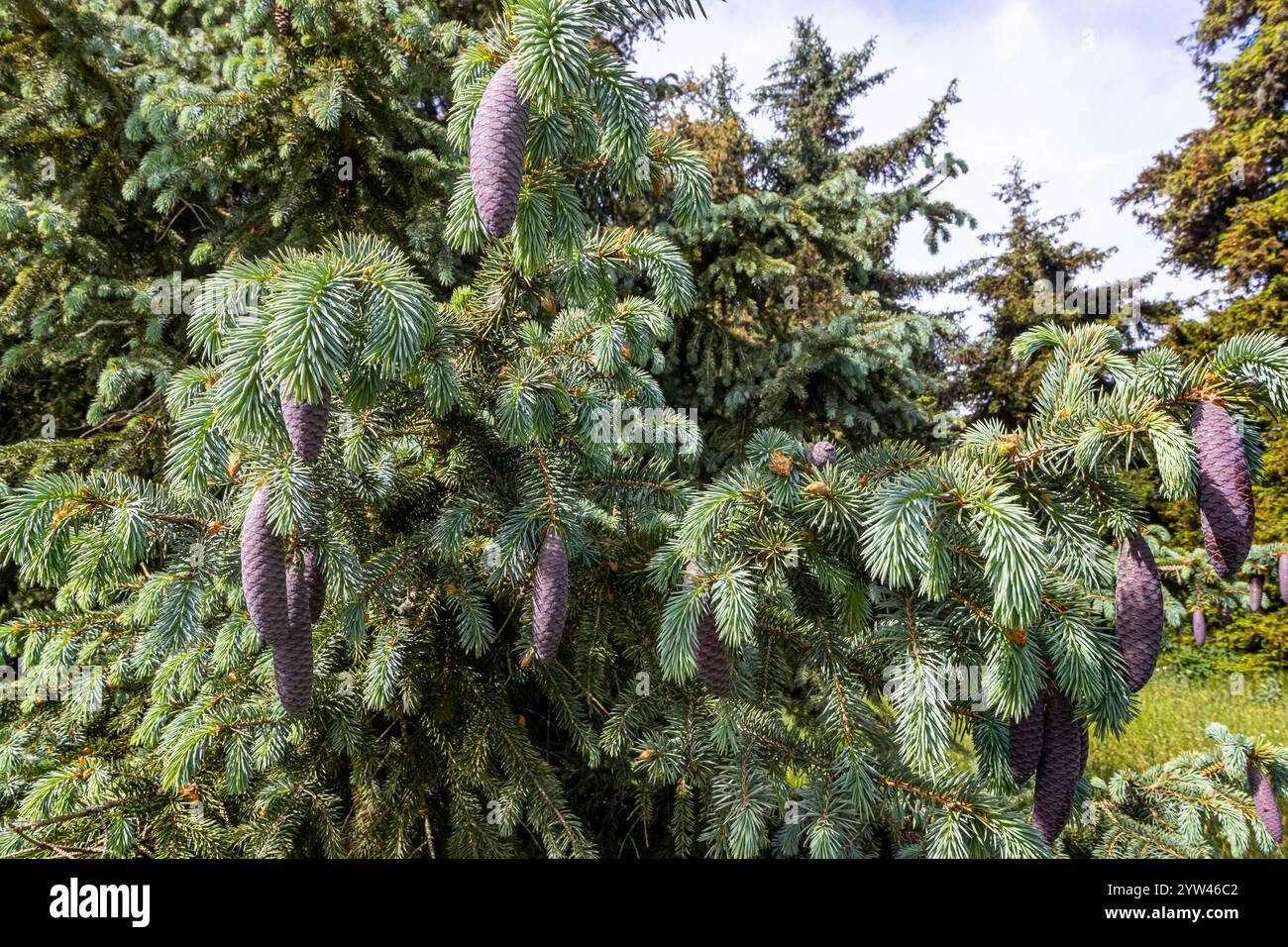 Englemann Spruce (Picea engelmannii) 'Glauca' in spring Stock Photo - Alamy