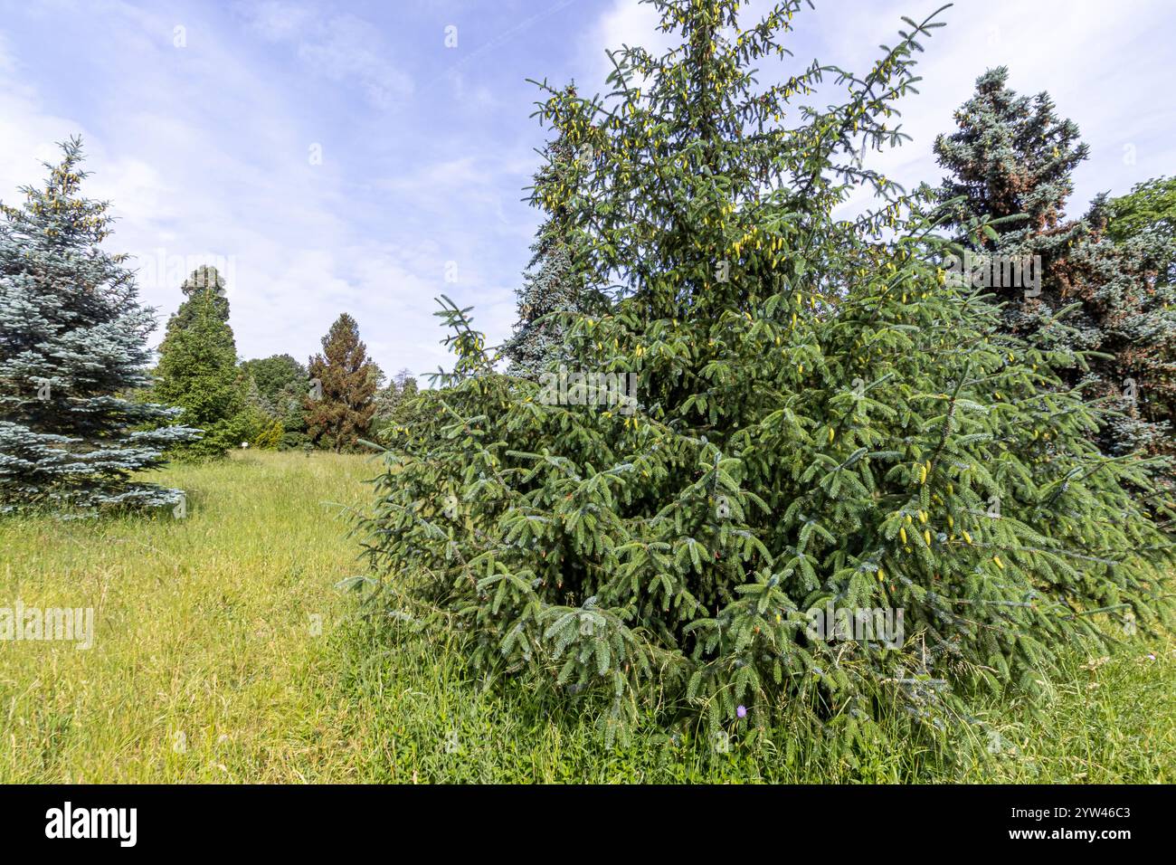 Norway spruce Picea abies 'Acrocona' in spring Stock Photo - Alamy