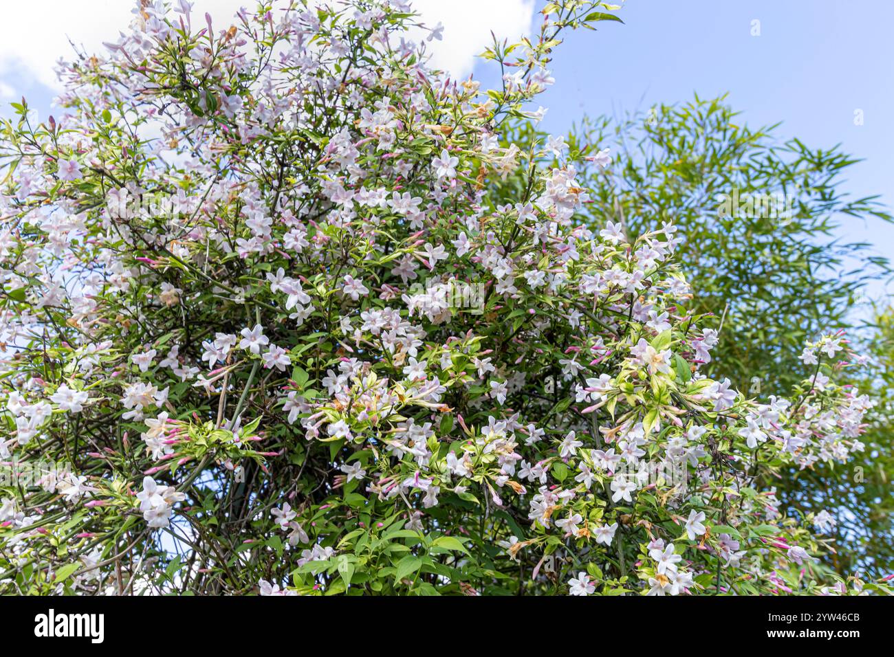 Stephan jasmine (Jasminum stephanense) Breeder : Thomas Javitt (FRA ...