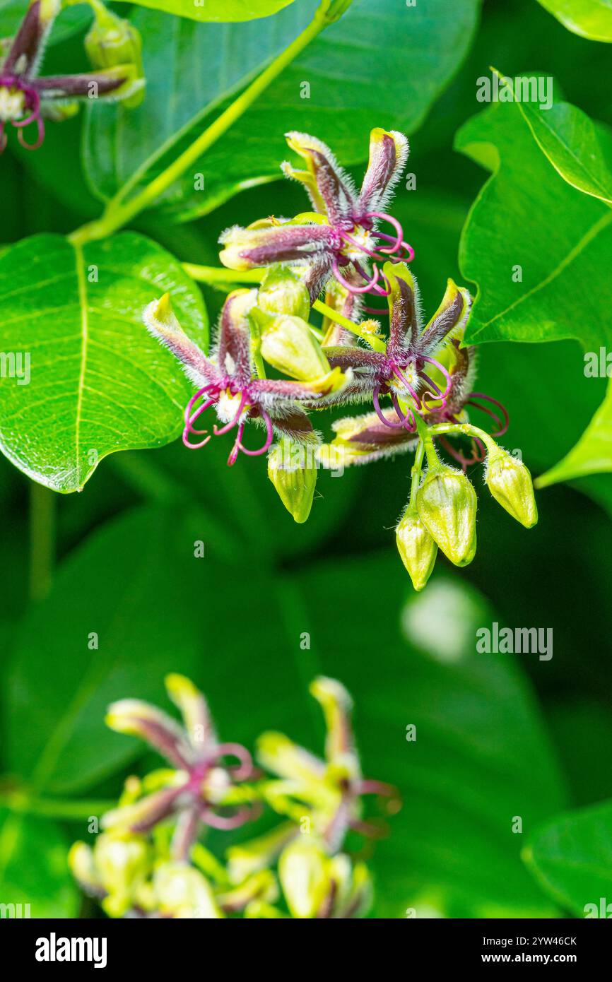 Silk vine (Periploca graeca), leaves and flowers Stock Photo - Alamy