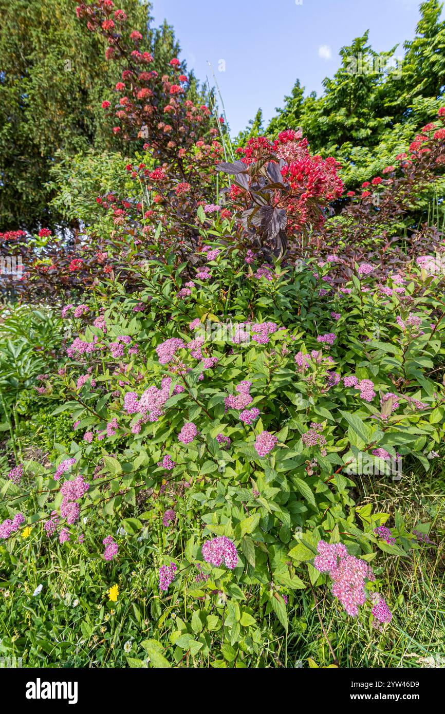Fortune meadowsweet (Spiraea japonica) 'Anthony Waterer' and Eastern ...