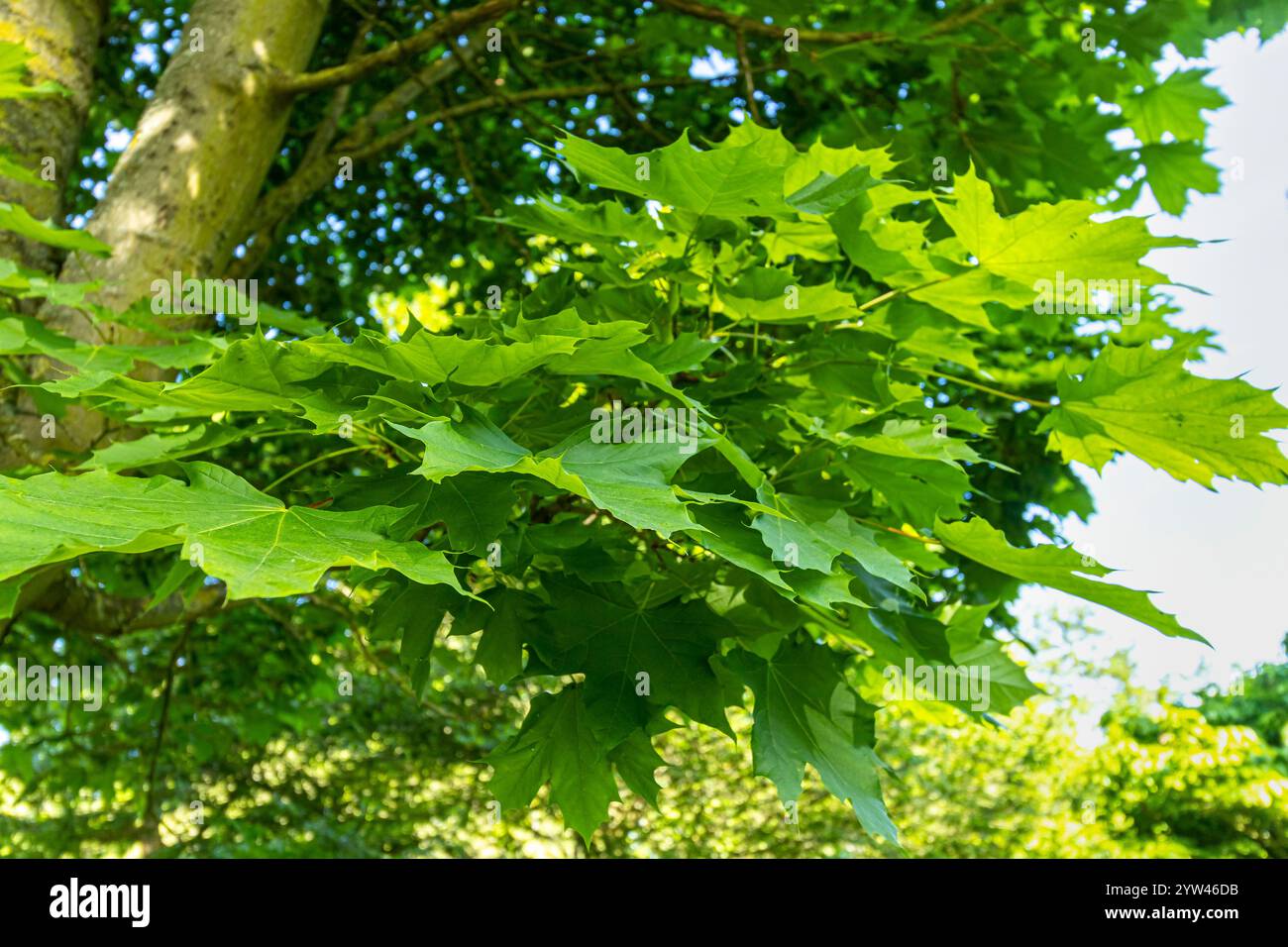 Norway maple (Acer platanoides) 'Columnare' foliage in spring Stock ...