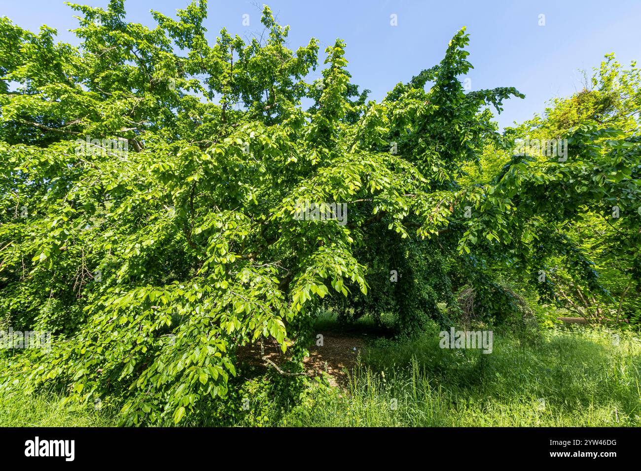 Weeping Hornbeam (Carpinus betulus) 'Pendula' in spring Stock Photo - Alamy