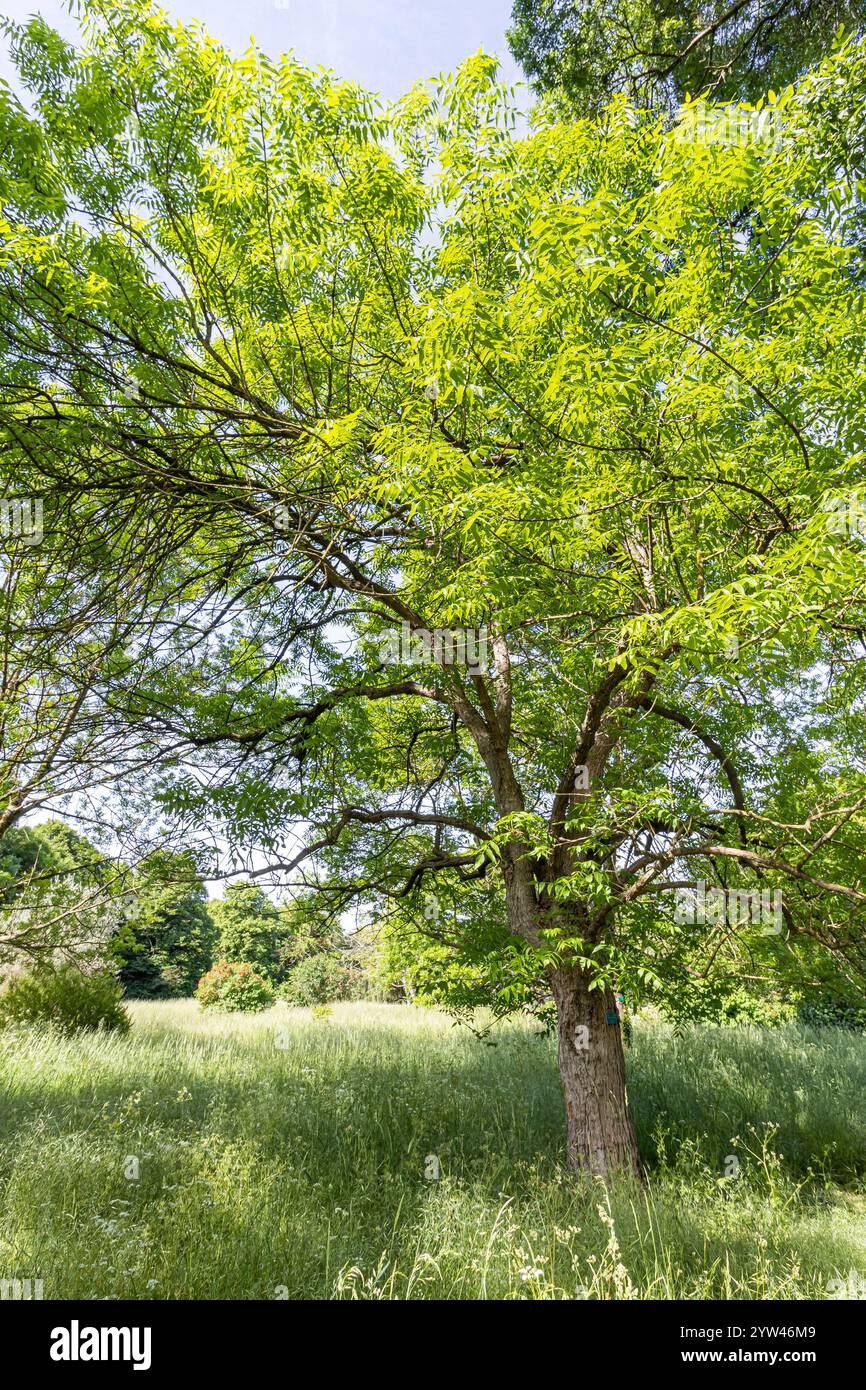 Blue Ash (Fraxinus quadrangulata) in spring Stock Photo - Alamy
