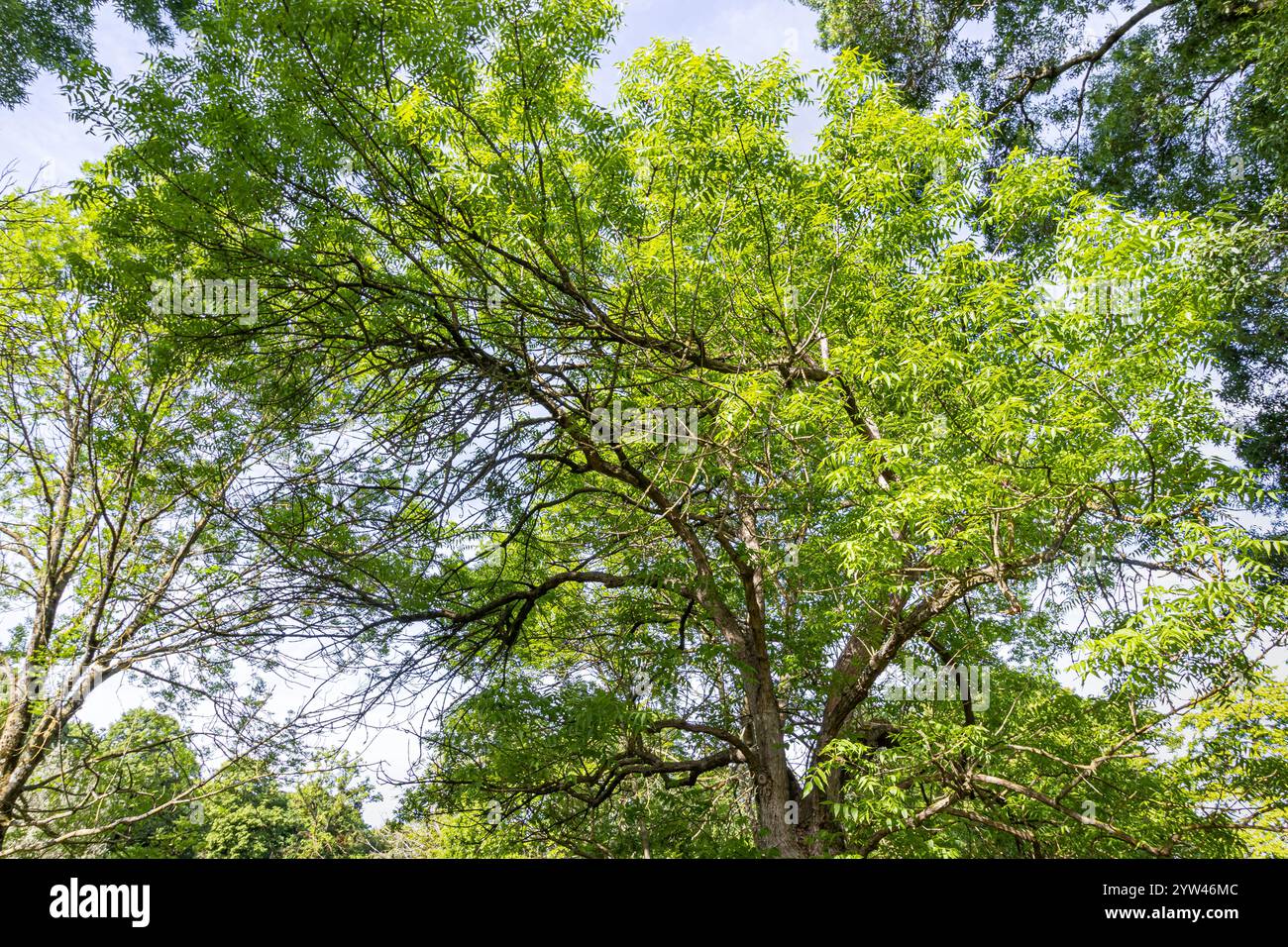 Blue Ash (Fraxinus quadrangulata) in spring Stock Photo - Alamy