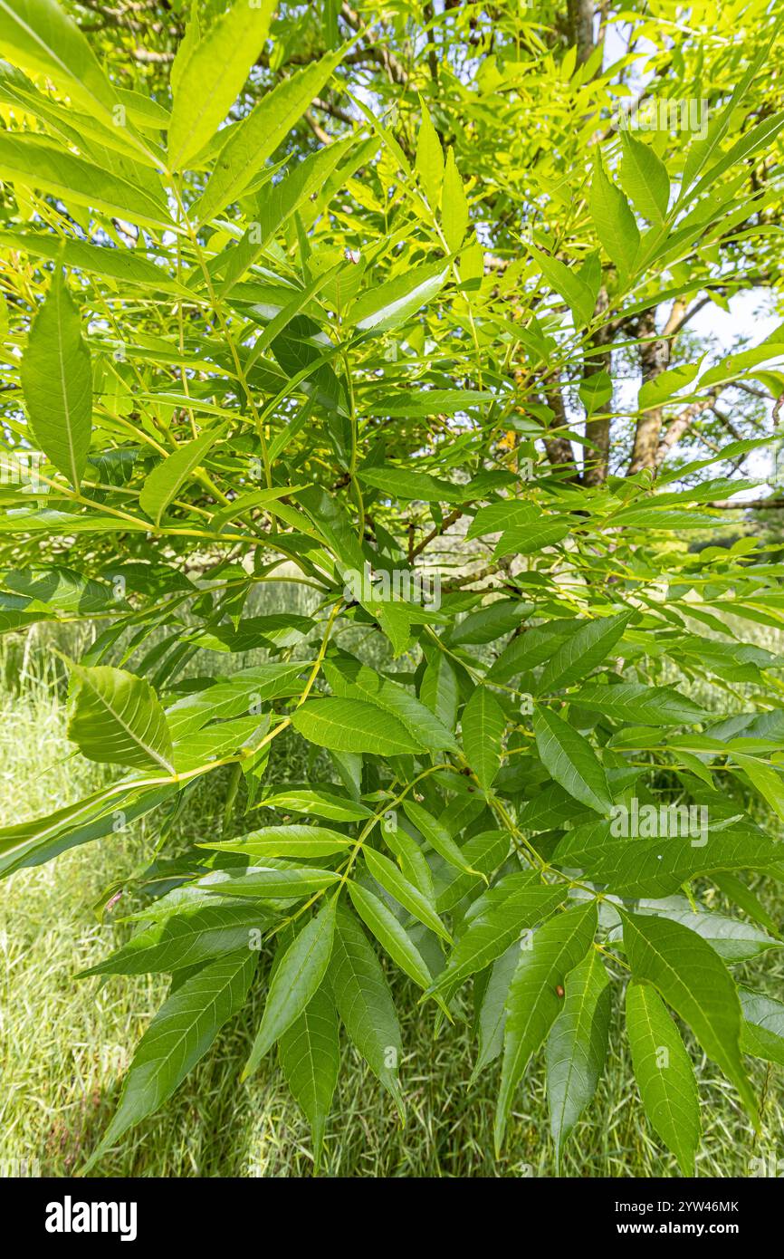 European Ash (Fraxinus excelsior) 'Jaspidea' foliage in spring Stock ...
