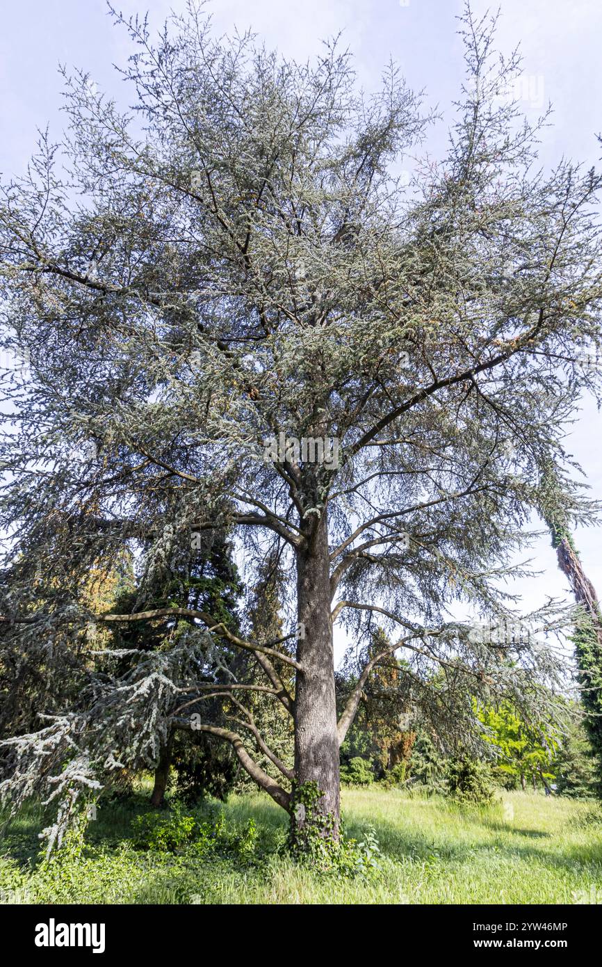 Cedar of Lebanon (Cedrus libani ssp. atlantica) 'Glauca' in spring ...