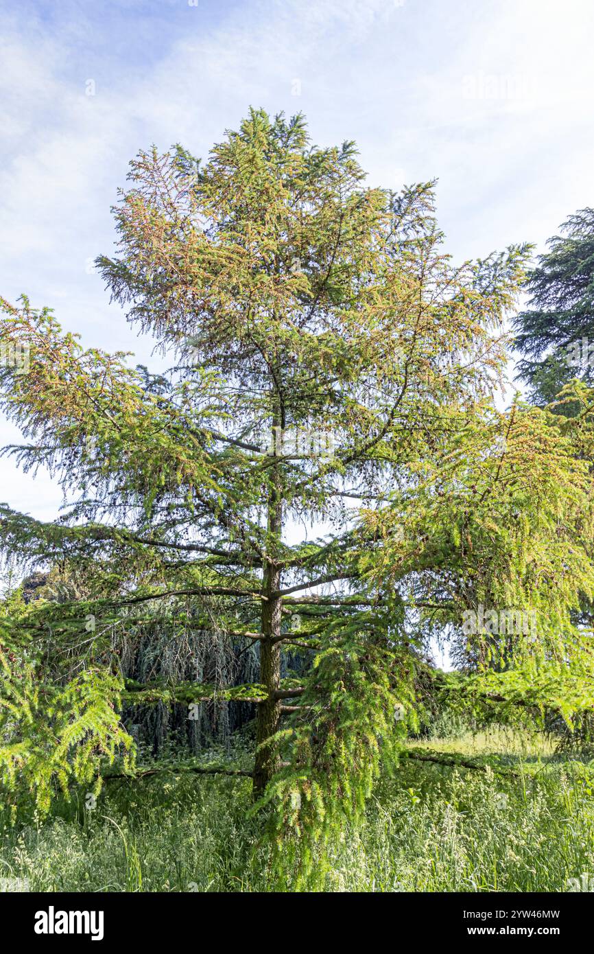 Japanese Larch (Larix kaempferi) in spring Stock Photo - Alamy