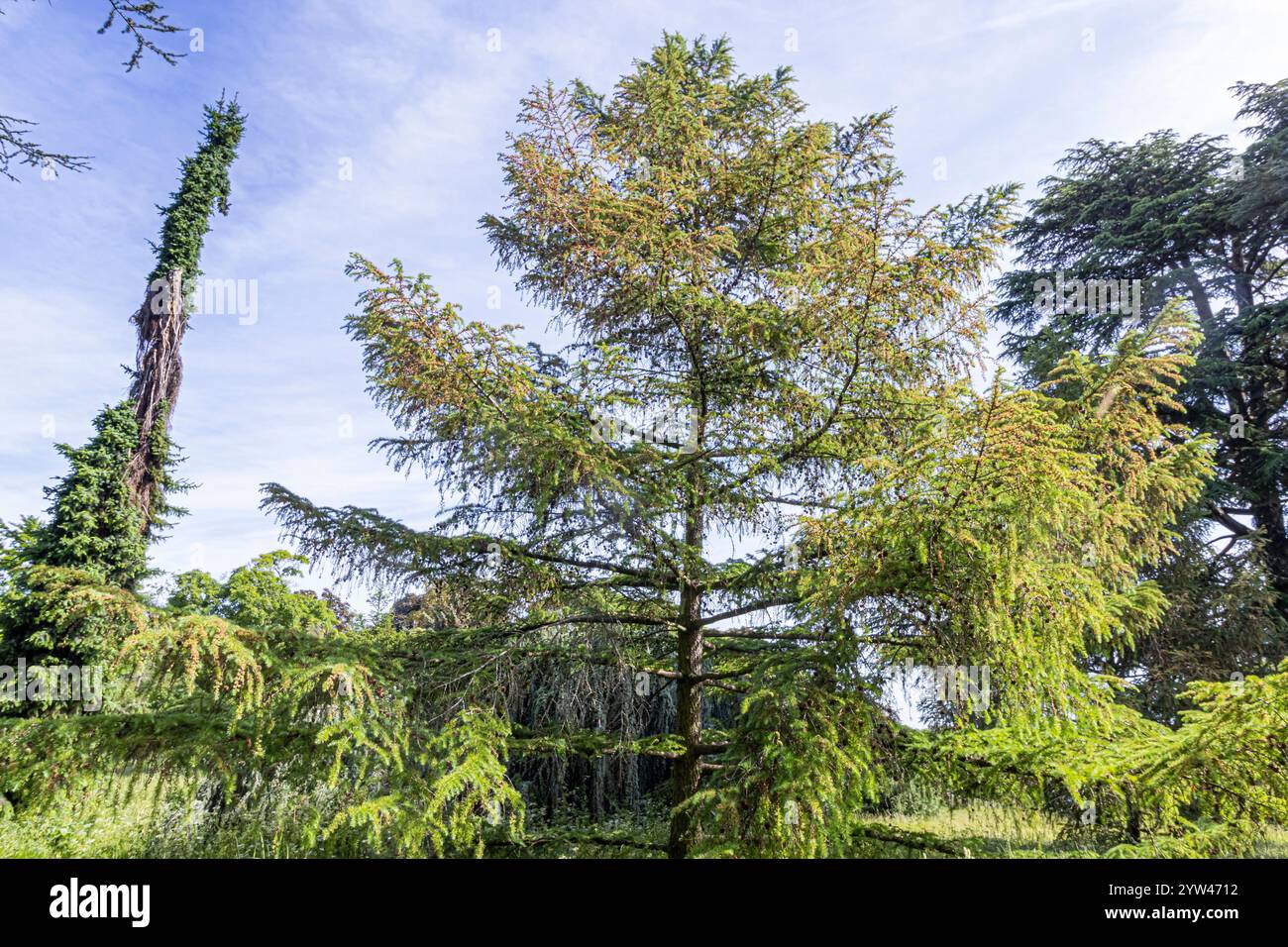 Japanese Larch (Larix kaempferi) in spring Stock Photo - Alamy