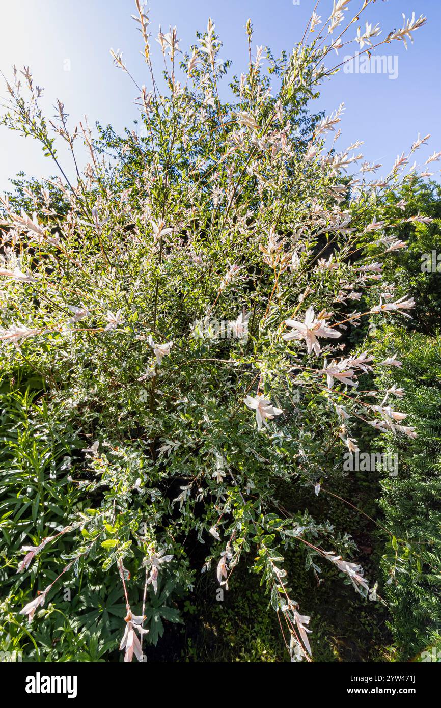 Flamingo willow (Salix integra) ?Hakuro Nishiki? in spring Stock Photo ...