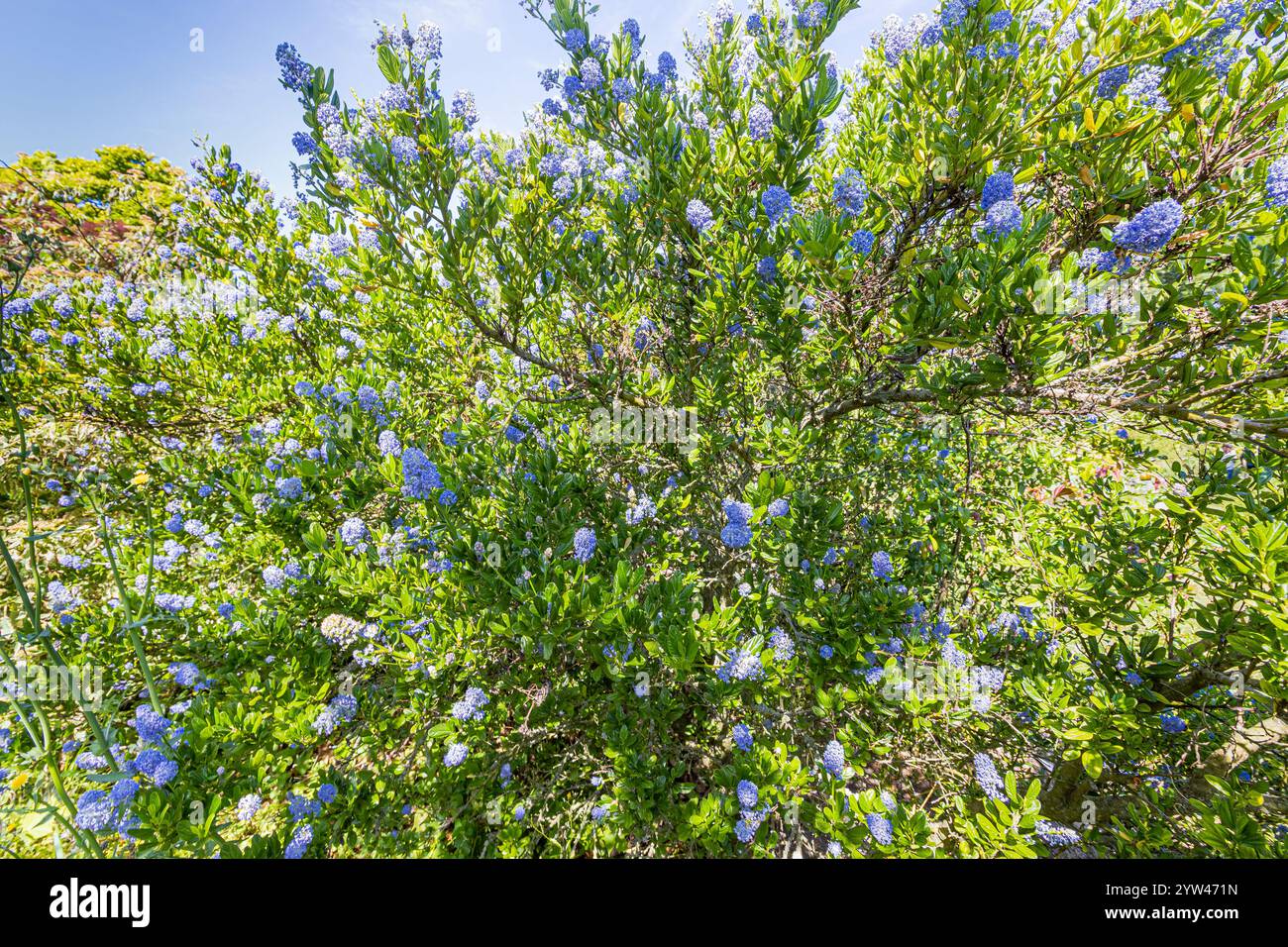Blueblossom Ceanothus (Ceanothus thyrsiflorus) 'Skylark' in bloom Stock Photo - Alamy