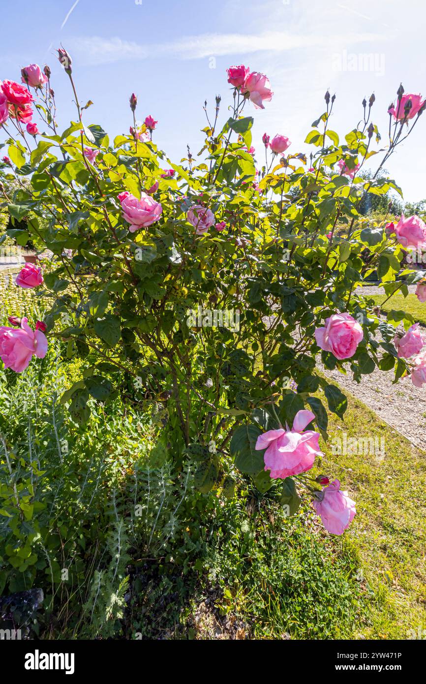 Rose floribunda, Rosa 'Queen Elisabeth' Breeder : Lammerts (USA) 1954 ...