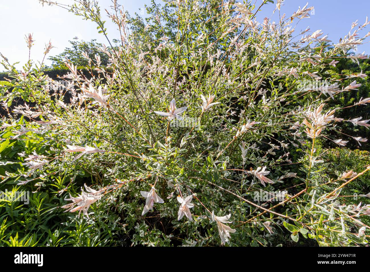 Flamingo willow (Salix integra) ?Hakuro Nishiki? in spring Stock Photo ...