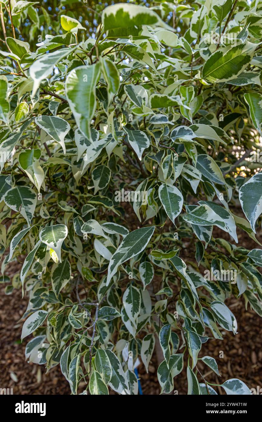 Weeping Fig (Ficus benjamina) 'Starlight' Stock Photo - Alamy