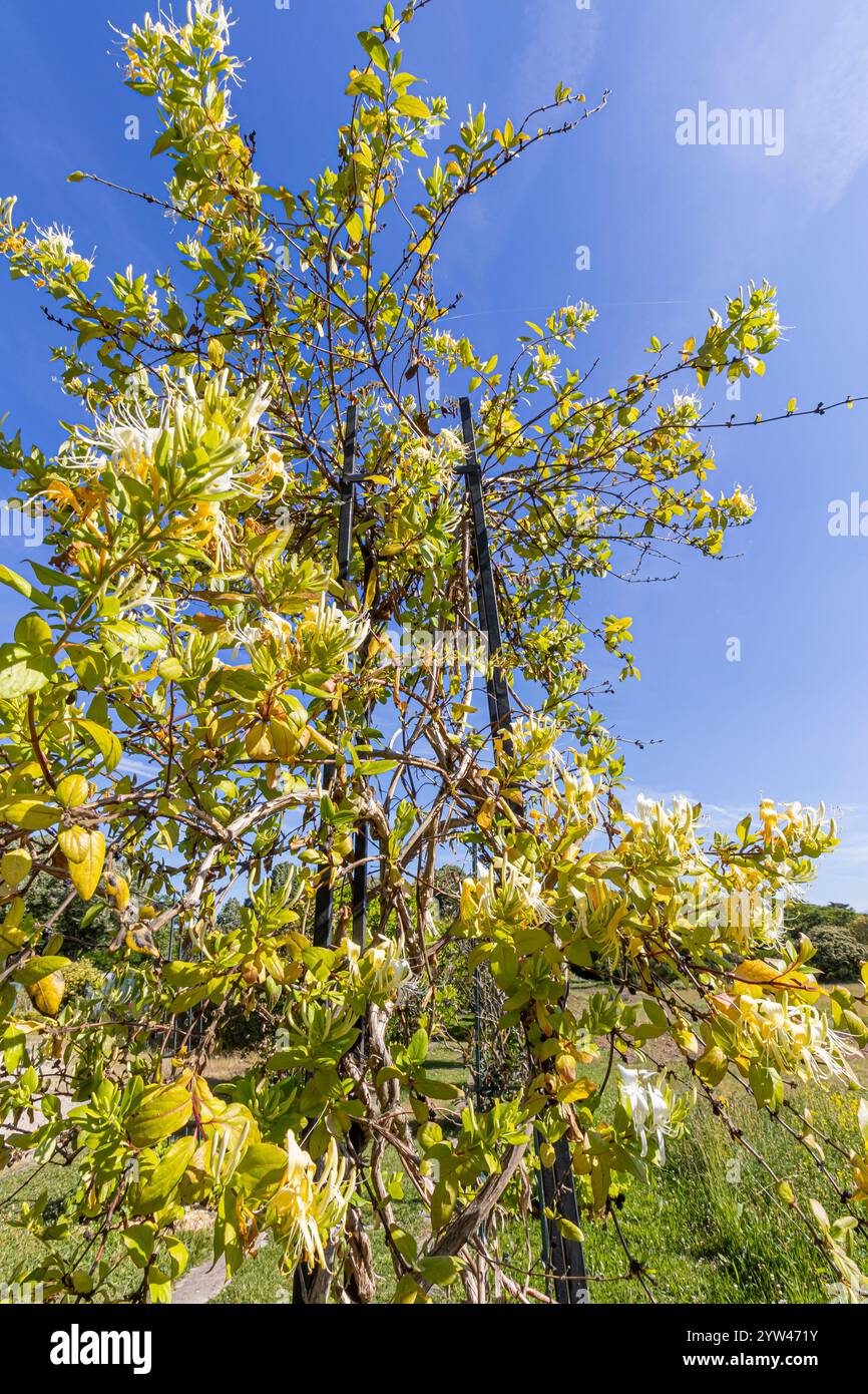 Henry's Honeysuckle (Lonicera japonica) 'Hall's Prolific' in bloom ...