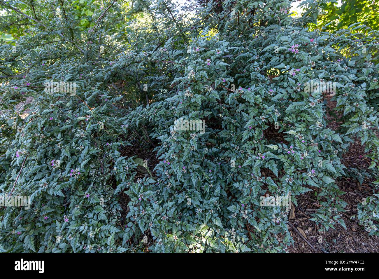 Ghost Bramble (Rubus thibetanus) 'Silver Fern' Stock Photo - Alamy