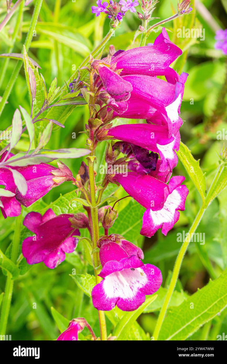 Beard-tongue, Penstemon hartwegii 'Arabesque Red', flowers Stock Photo ...