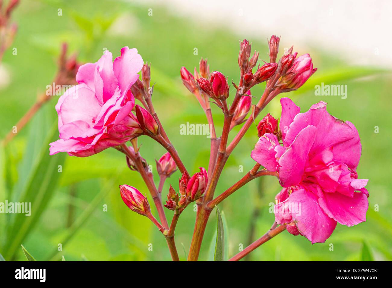 Oleander, Nerium oleander 'Villa Romaine', flowers Stock Photo - Alamy