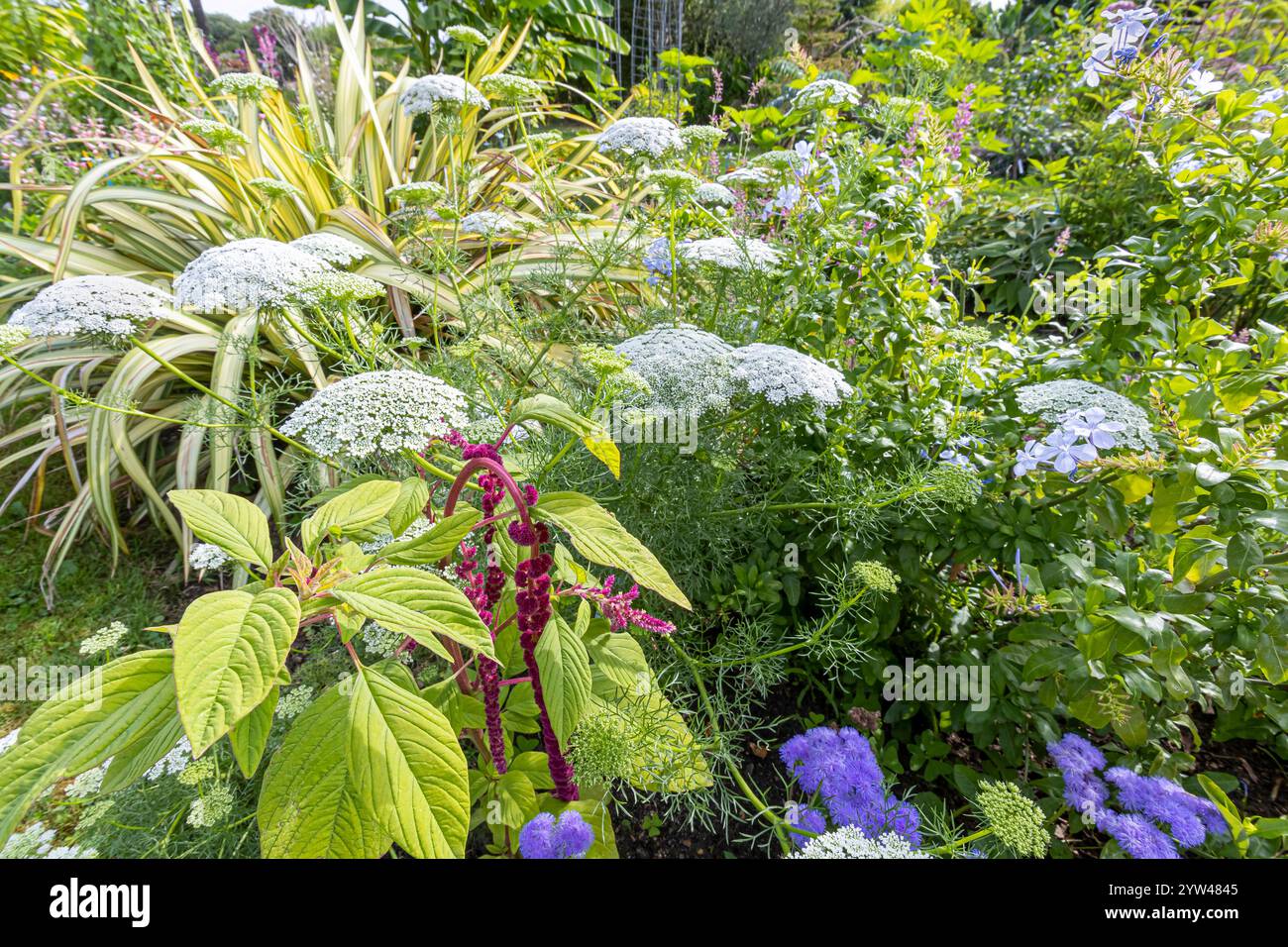 False Queen Anne's Lace, Ammi visnaga, Montain Flax, Phormium 'Cream ...