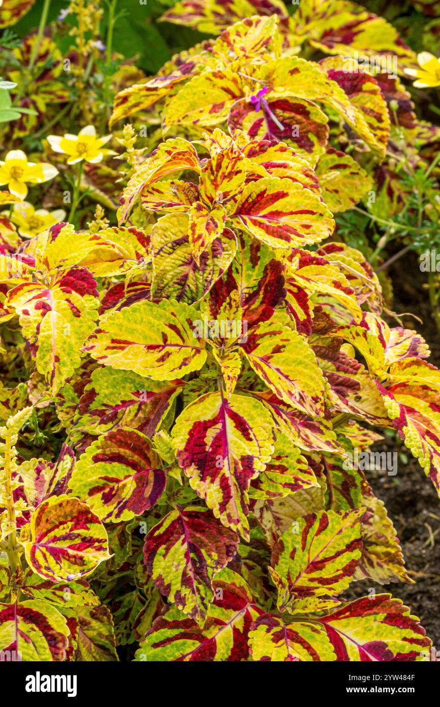 Wizard Mosaic Coleus, Solenostemum scutellaroides 'Wizard Mozaic ...