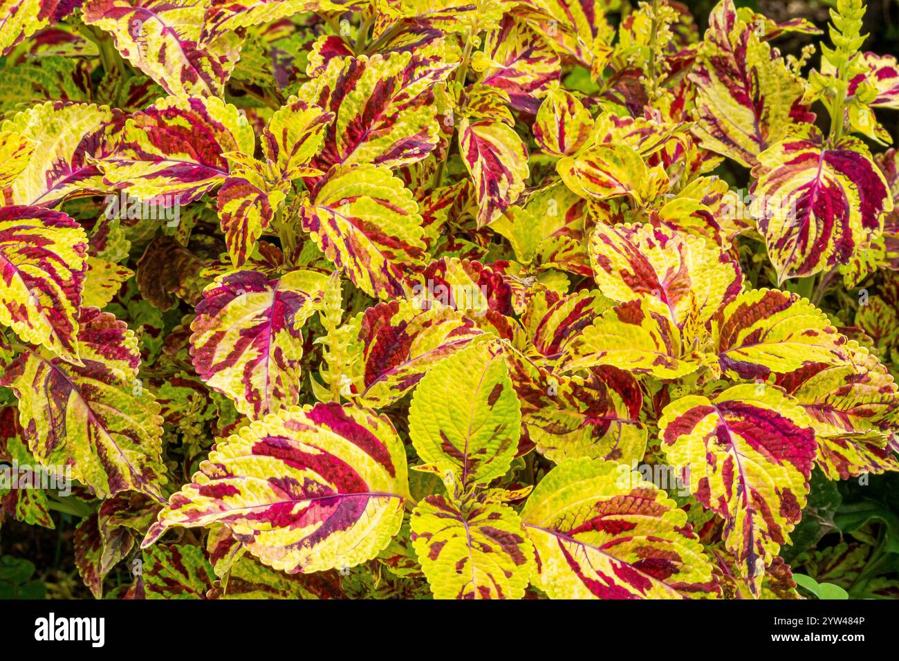 Wizard Mosaic Coleus, Solenostemum scutellaroides 'Wizard Mozaic', foliage Stock Photo - Alamy
