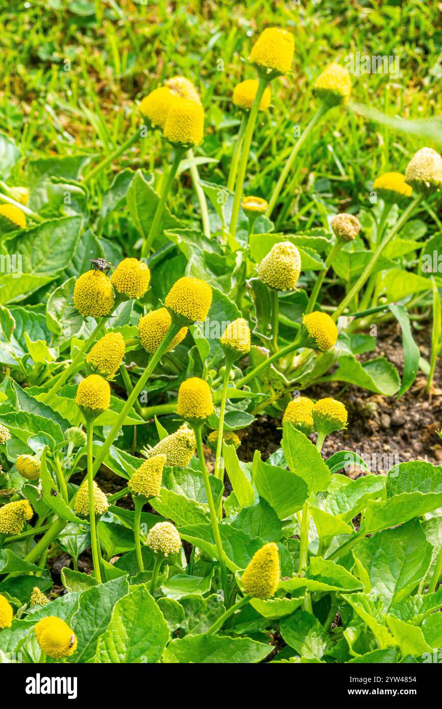 Toothache Plant, Spilanthes oleracera, flowers Stock Photo - Alamy