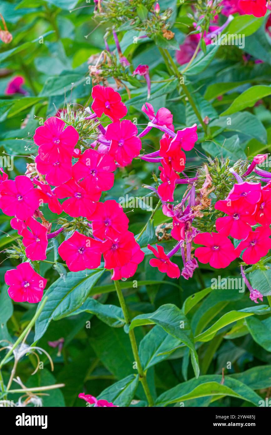 Fall phlox, Phlox paniculata 'Red Riding Hood', flowers Stock Photo - Alamy