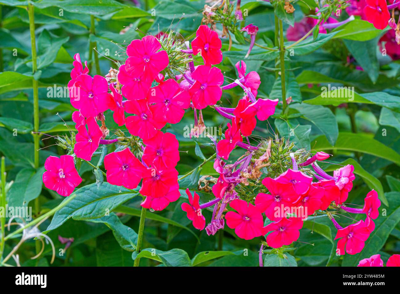 Fall phlox, Phlox paniculata 'Red Riding Hood', flowers Stock Photo - Alamy