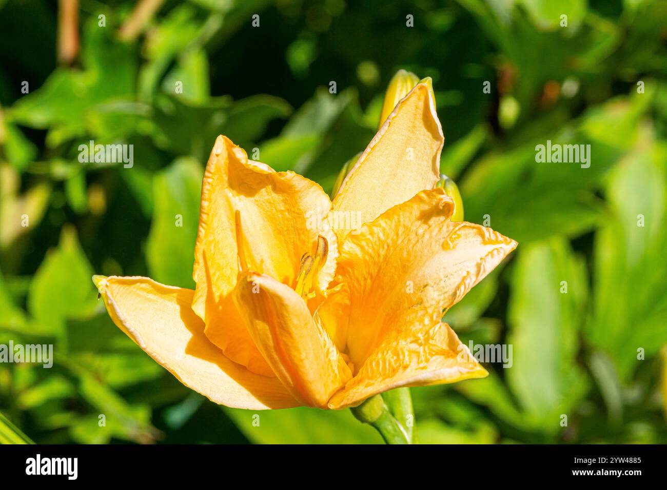Daylily, Hemerocallis 'Ivory Marble' Hybridizer : Munson 1972, flower ...