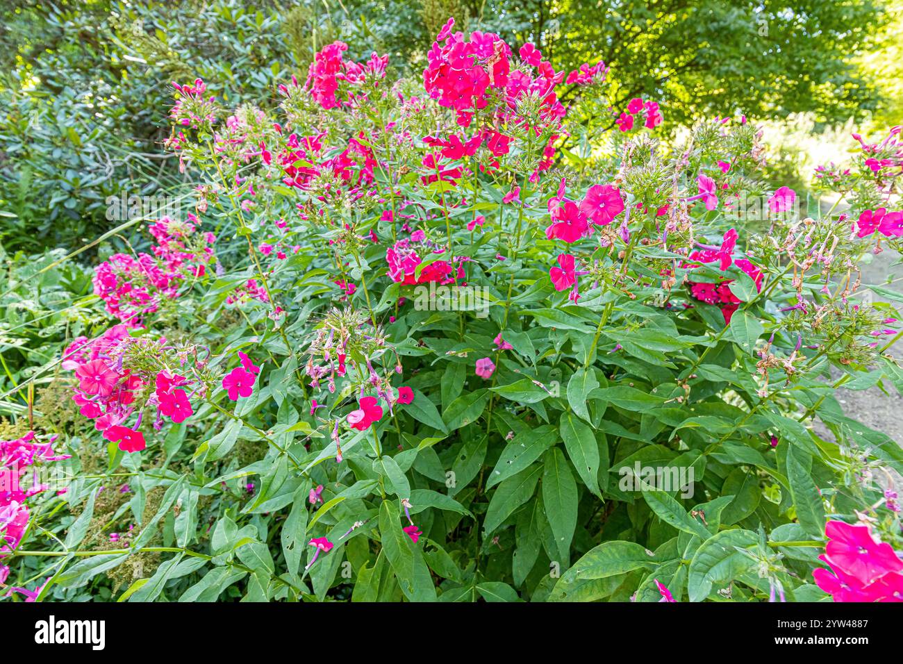 Fall phlox, Phlox paniculata 'Red Riding Hood', flowers Stock Photo - Alamy