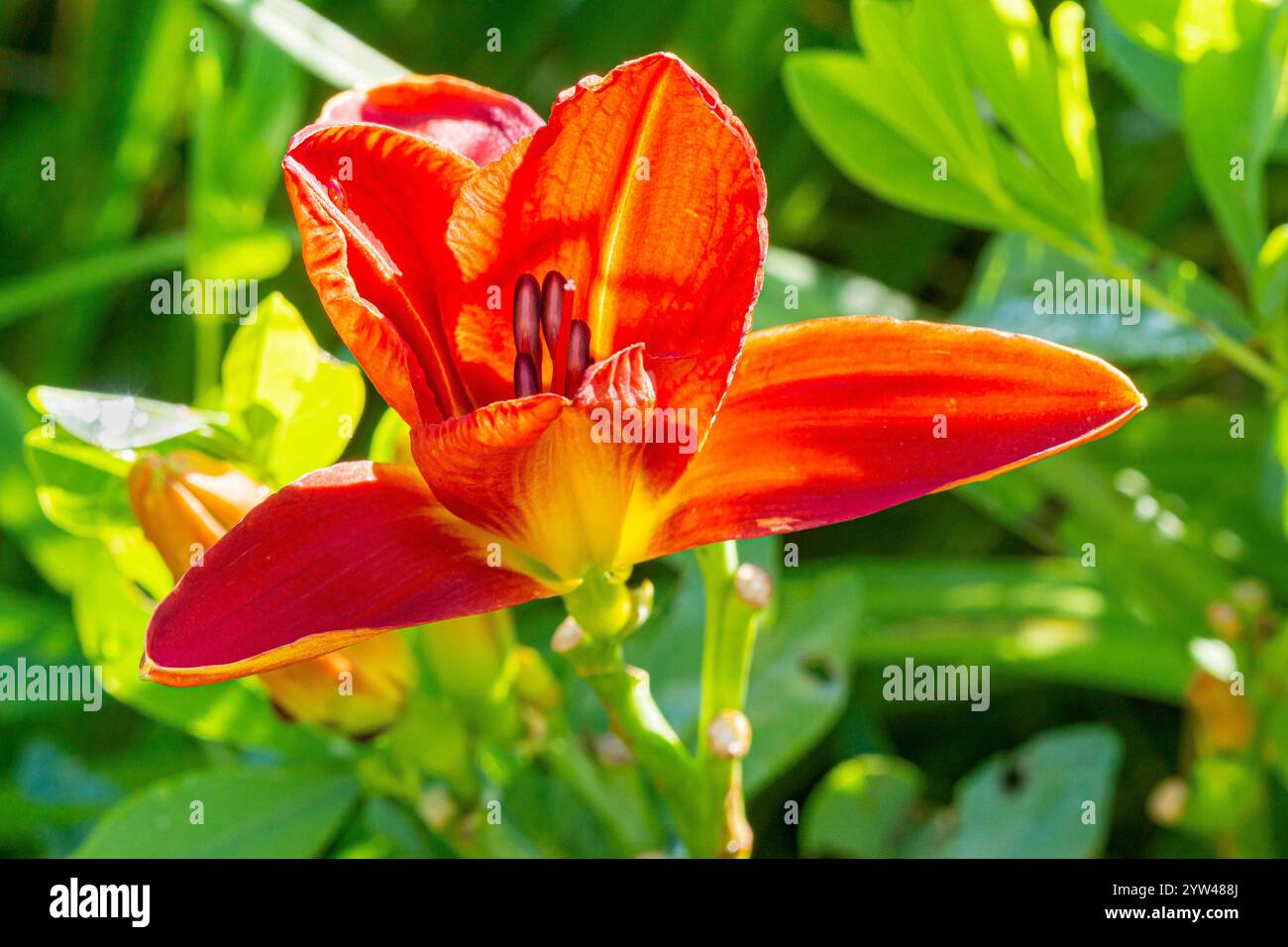 Daylily, Hemerocallis 'Chicago Firecracker', Hybridizer : Marsh 1976 ...