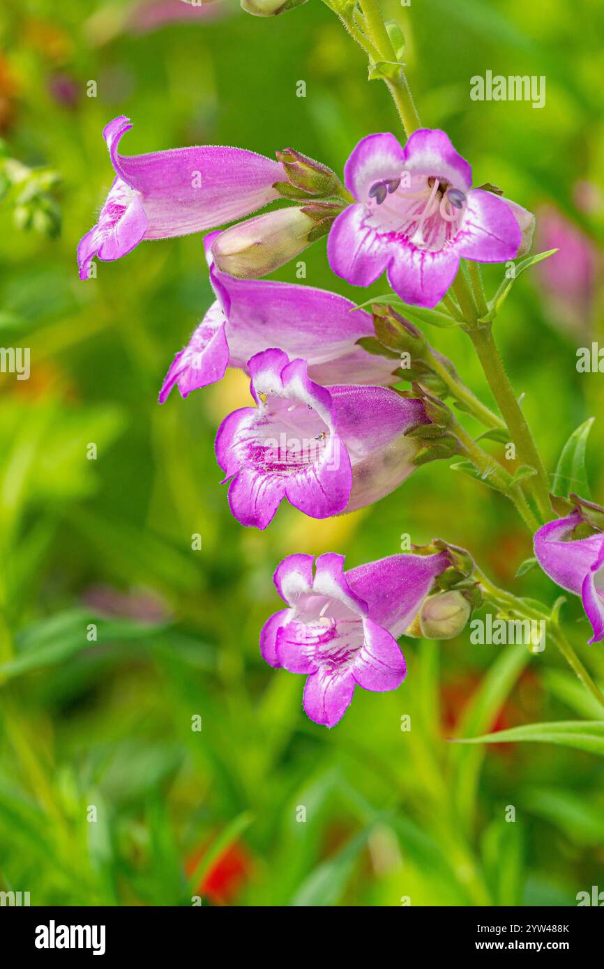 Foothill Beardtongue, Penstemon heterophyllus 'Pretty Coat', flowers ...